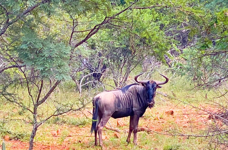 Gallery – Sharalumbi