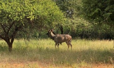 Listings – Sharalumbi